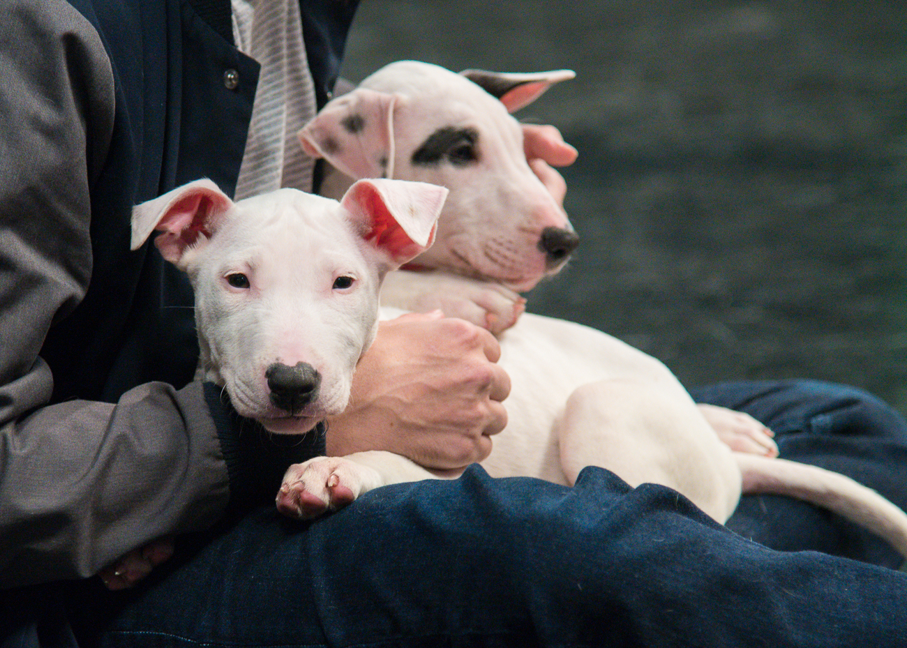 The SPCA Has Dogs & Cats That Want to Be Your Fur-Ever Friends ...