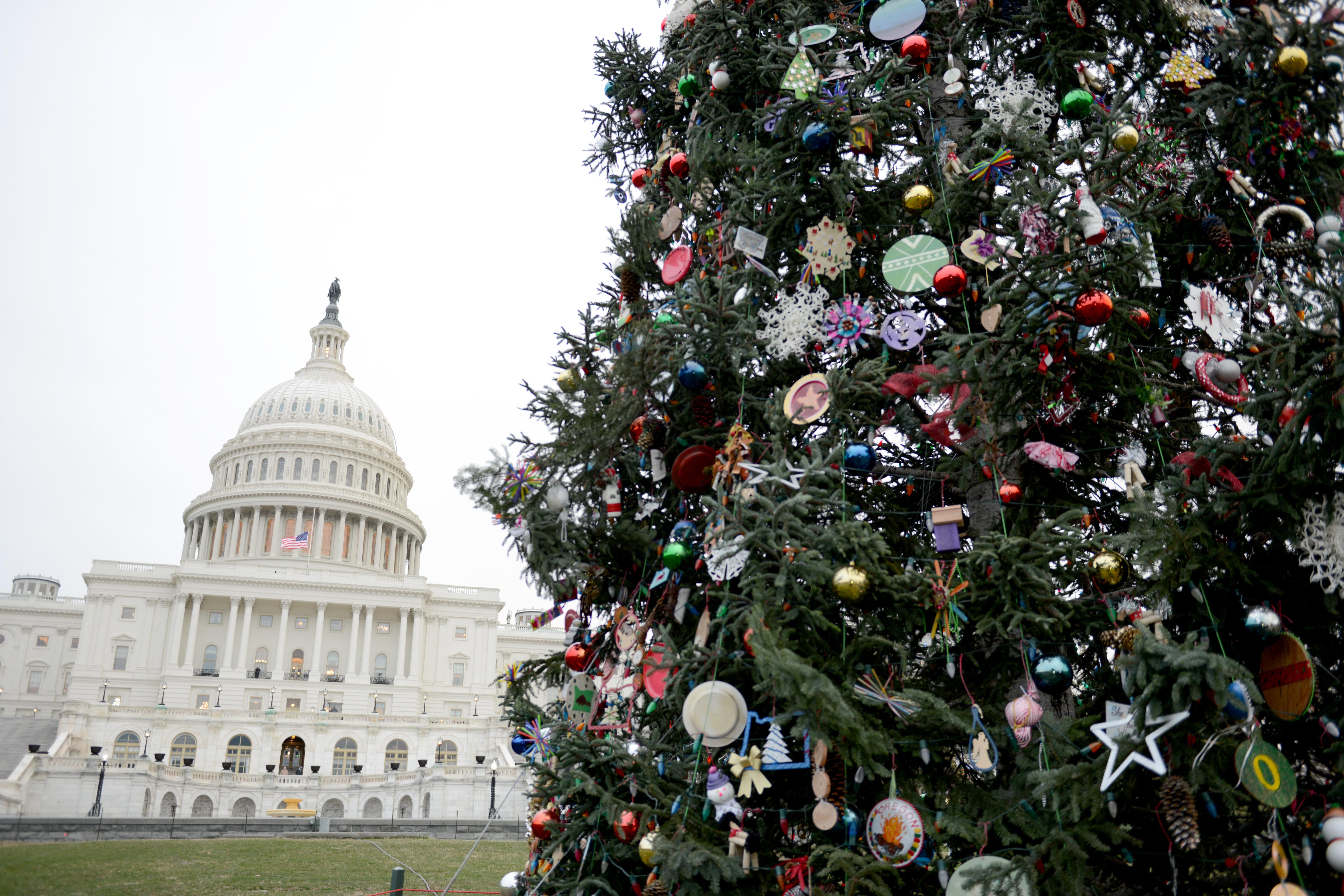 Noble fir from Oregon shines as U.S. Capitol Christmas tree | KVAL