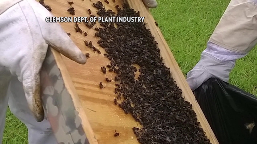 Aggressive species of bees, commonly called 'killer bees,' found in ...