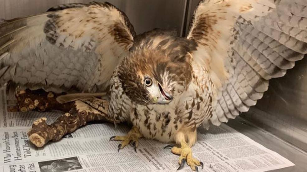 Charges pending for man after hawk found with gunshot wound in Lincoln ...