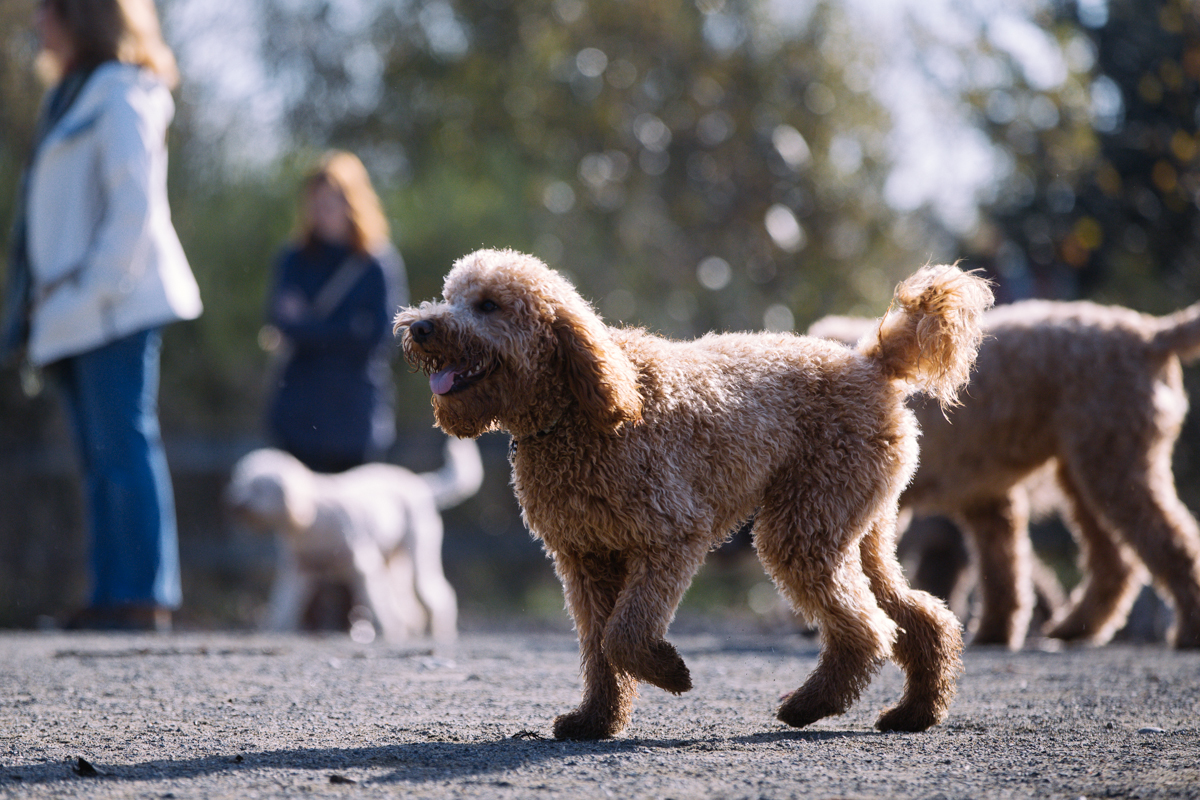 Photos: Seattle's monthly Doodle Romp at Magnuson Park | Seattle Refined