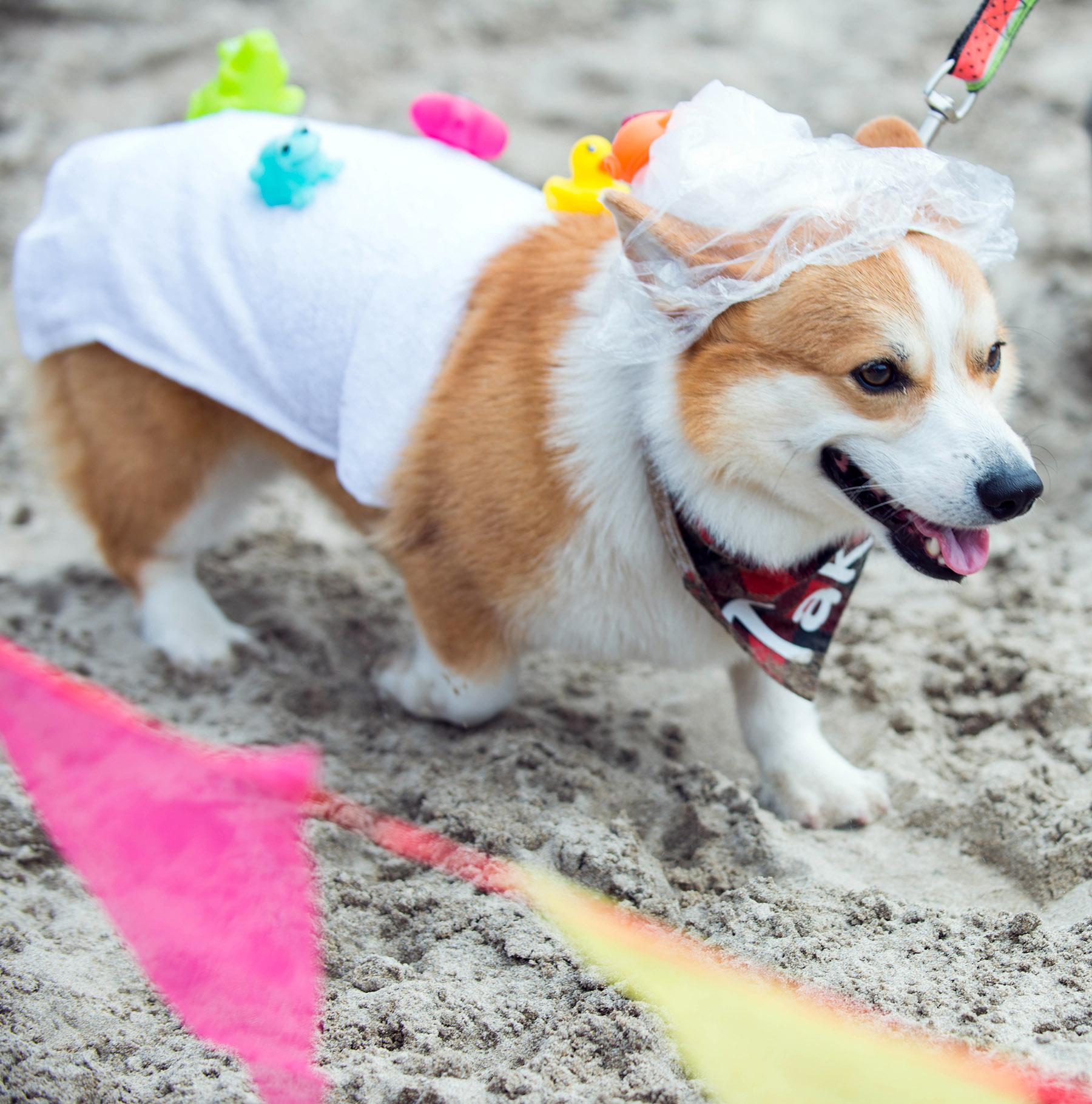 Photos: Corgis fill Cannon Beach, Ore. for annual Corgi Beach Day! | KATU
