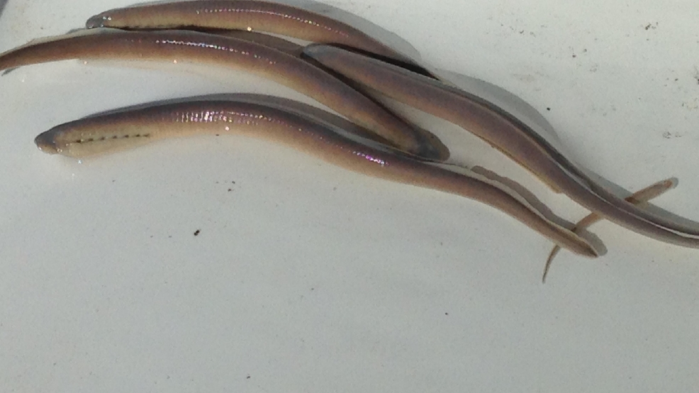 Sea lamprey larvae survey in Two Rivers | WLUK