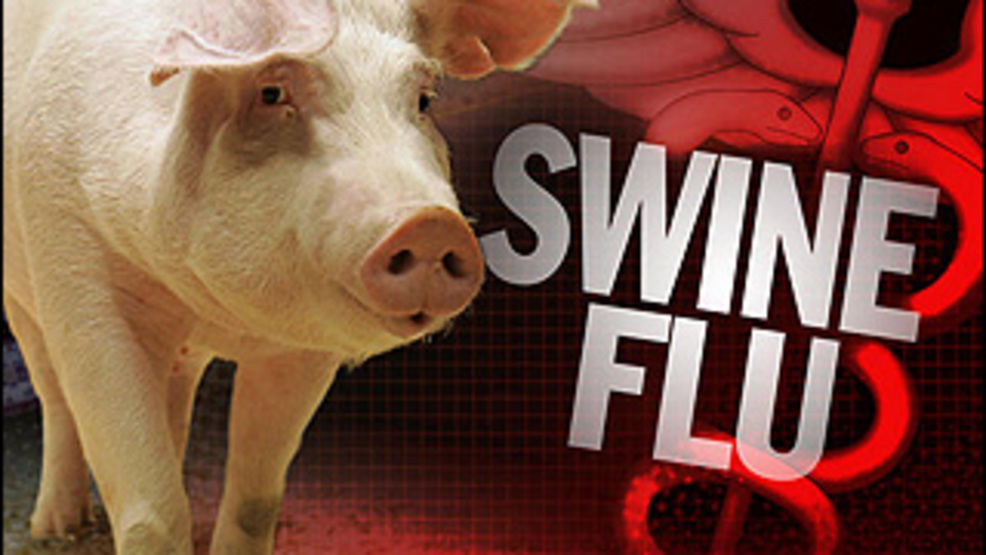 Officials say swine flu detected in 11 pigs at Maryland fair | WBFF