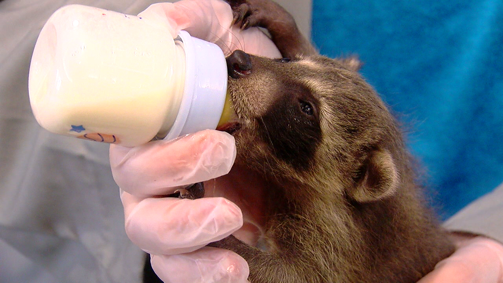 Training classes offered to care for wild animals | WKRC