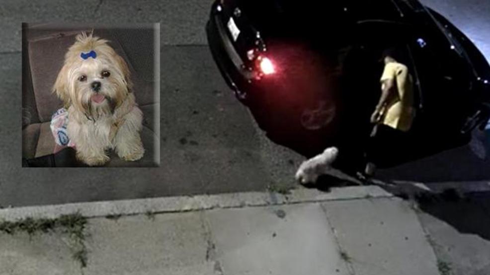 Providence family says surveillance video shows man stealing dog | WJAR Providence family says surveillance video shows man stealing dog | WJAR
