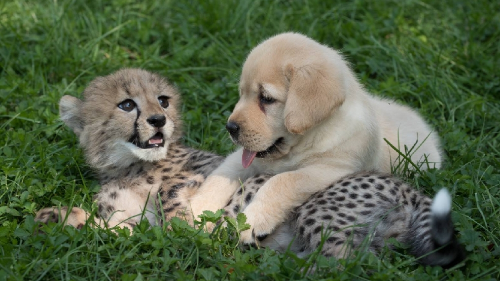 Columbus Zoo introduces adorable cheetah cub and puppy friend | WSYX