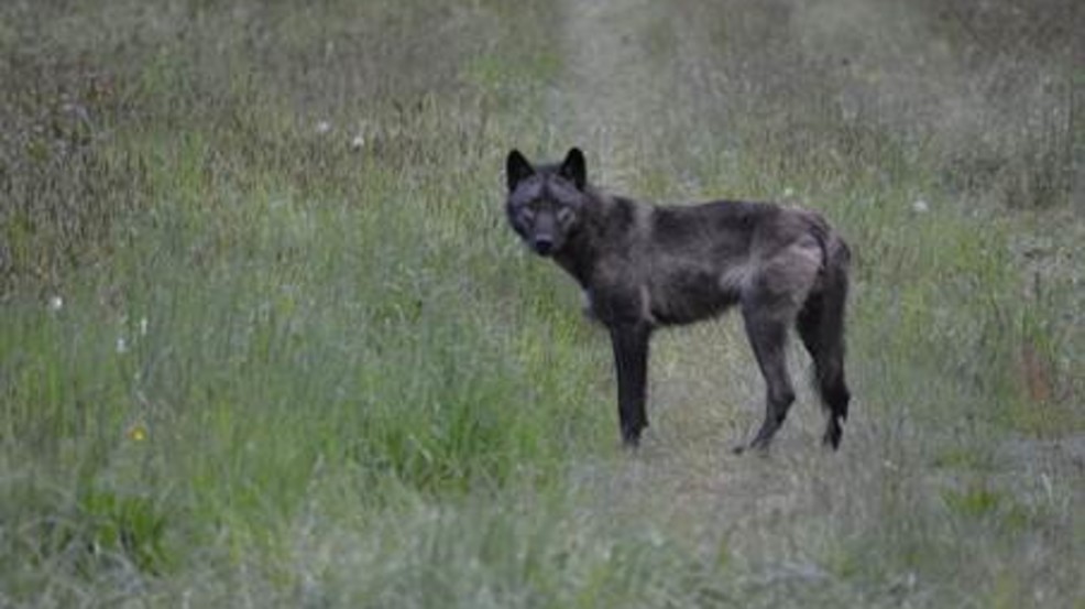 Gray wolf captured, fitted with tracking collar in Skagit County | KOMO